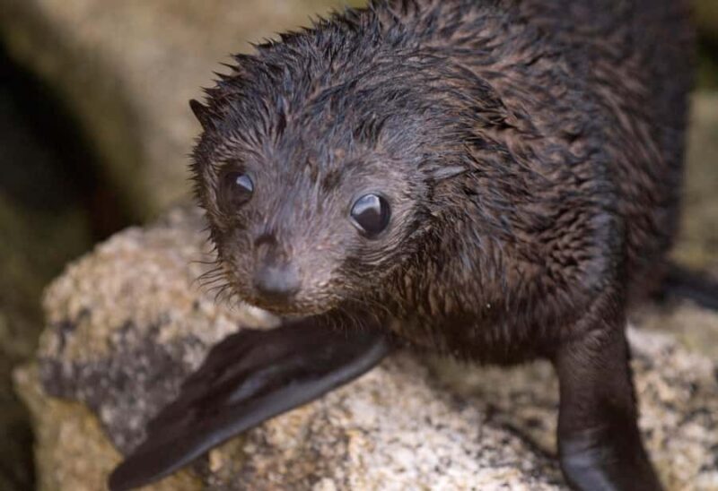 Mrahau: Abel Tasman Marine Reserve Kayak Tour - Practical Details and Tips