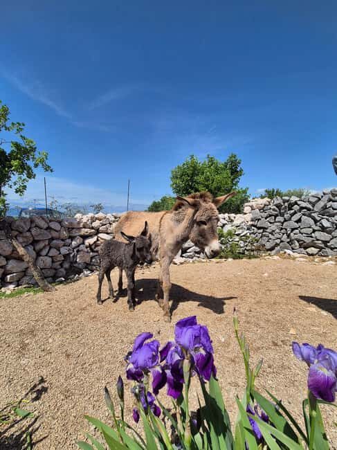 mrika (near Rijeka/Krk/Crikvenica) Donkey Farm Family Fun - Who Should Consider Visiting?