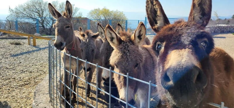 mrika (near Rijeka/Krk/Crikvenica) Donkey Farm Family Fun - FAQs about Mrika Donkey Farm Family Fun