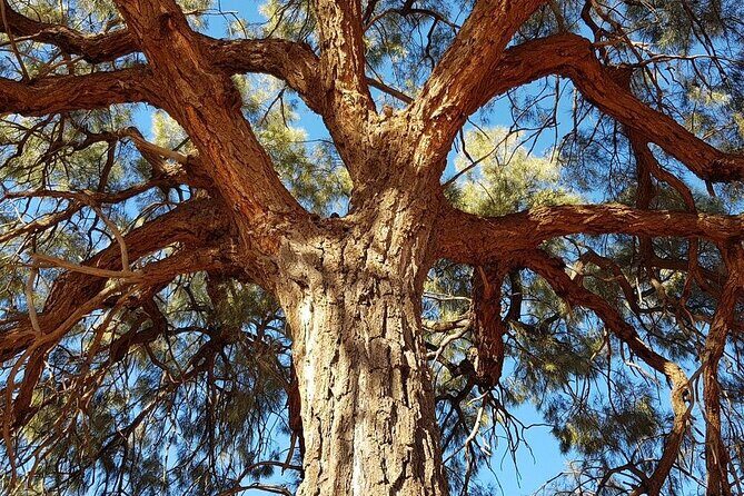 Mt Conner 4WD Small Group Tour from Ayers Rock Resort inc Dinner - FAQs