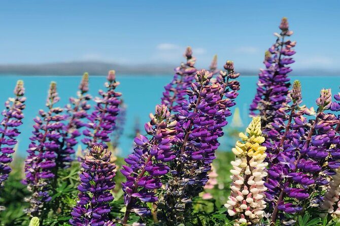 Mt Cook to Christchurch One-Way Small Group Tour via Lake Tekapo - Transportation and Comfort