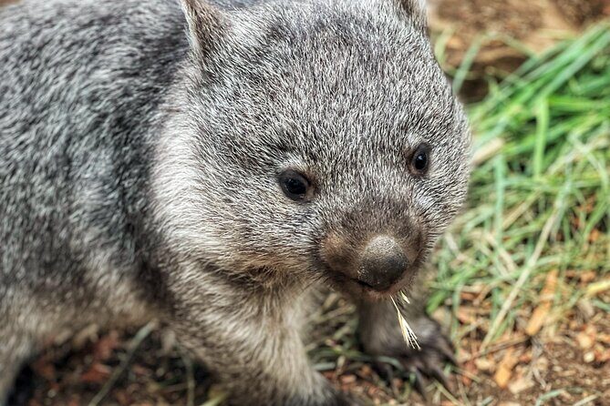 Mt Field National Park and Russell Falls with Bonorong Wildlife - Final Thoughts: Is This Tour for You?