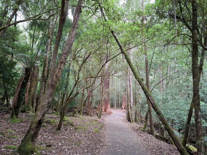 Mt Field Shore Excursion - Key Points