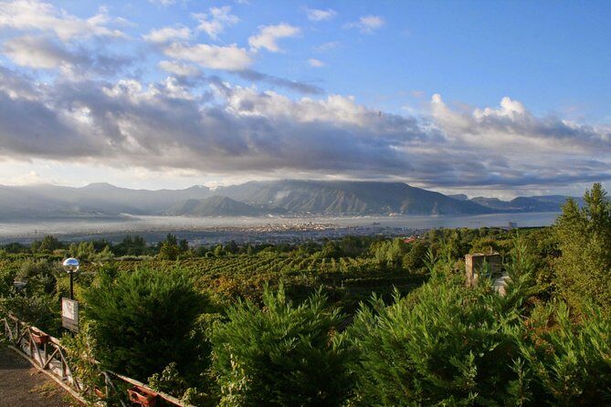 Mt. Vesuvius Wine Tasting and Lunch Experience from Pompeii - Key Points