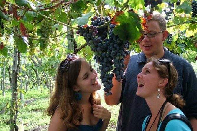 Mt. Vesuvius Wine Tasting and Lunch Experience from Pompeii - The Sum Up