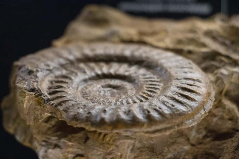 MUCBO | Sóller Botanical Garden - Balearic Museum of Natural Sciences - FAQs