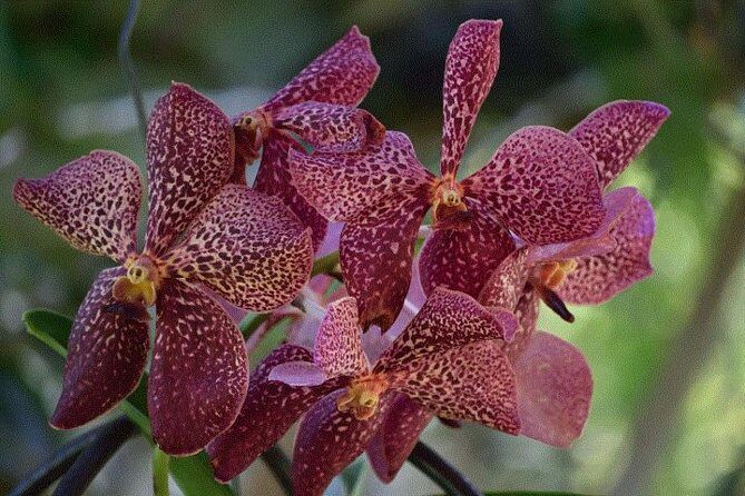 Mud Pools, Gardens, Markets, Temple & Shopping-Nadi Tour half day - Who Would Enjoy This Tour?