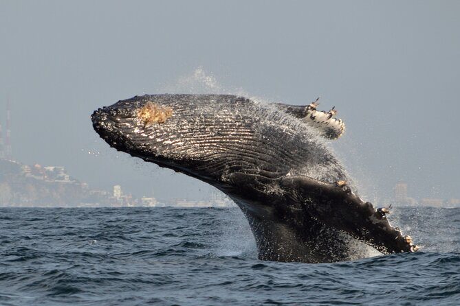 Munba Ballena Tour by Power Boat - Value and Travel Tips