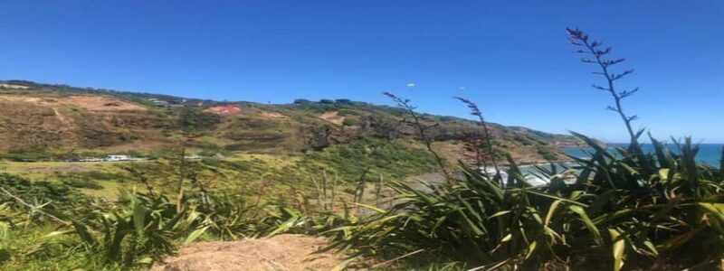 Muriwai Beach & Gannet Colony Private Tour - Muriwai Beach & Gannet Colony Private Tour: A Balanced Look at Auckland’s West Coast Wonders