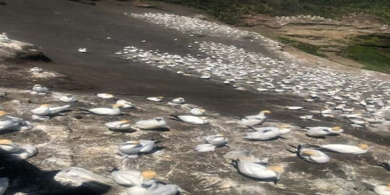 Muriwai Beach & Gannet Colony Private Tour - Key Points