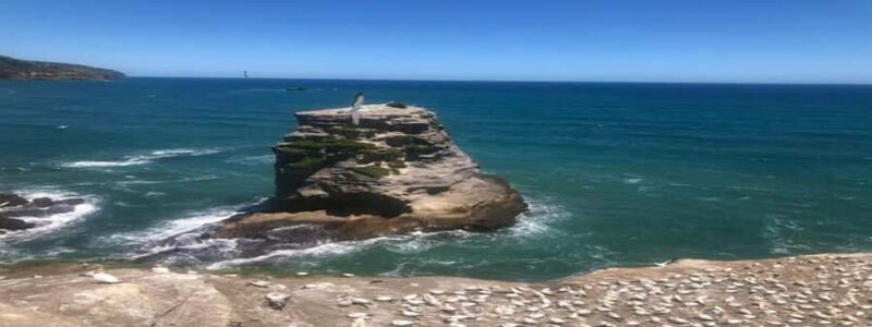 Muriwai Beach & Gannet Colony Private Tour - What Makes This Tour Stand Out?