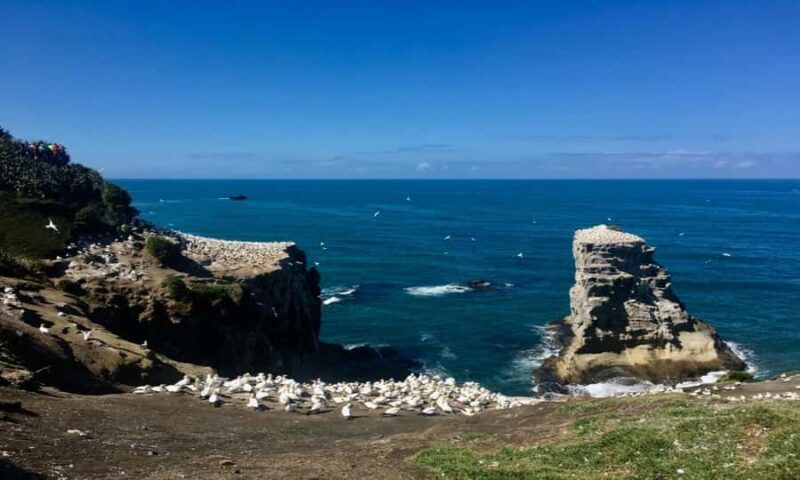 Muriwai Beach & Gannet Colony Private Tour - Practical Details and Value Considerations