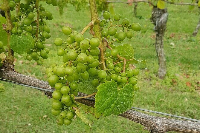 Muriwai Scenic Wine Tour from Auckland - FAQ