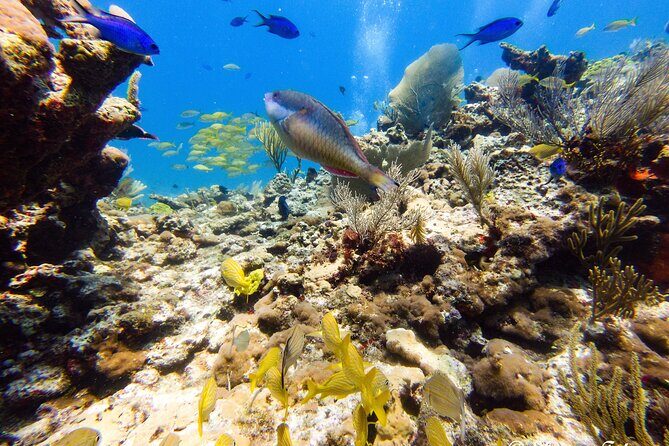 MUSA Museum and Colorful Reef 2 Tank Dive-Certified Divers - FAQ