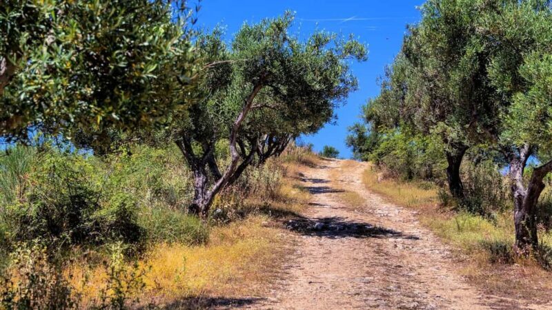 Musai Olive Oil Tour and Tasting - Key Points