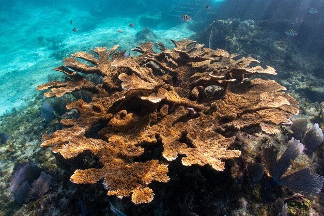 Museum for Coral Preservation with Chankanaab Park and OTOCH - A Closer Look at the Tour Experience