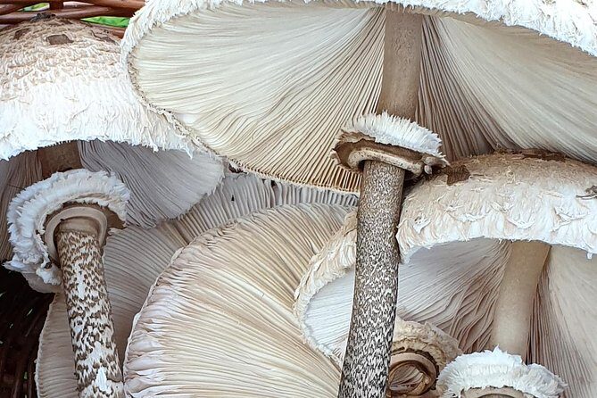 MUSHROOM FORAGING TOUR in sLOVEnia - An In-Depth Look at the Mushroom Foraging Tour