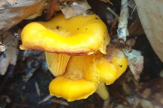 MUSHROOM FORAGING TOUR in sLOVEnia - The Sum Up