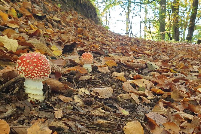 MUSHROOM FORAGING TOUR in sLOVEnia - FAQ