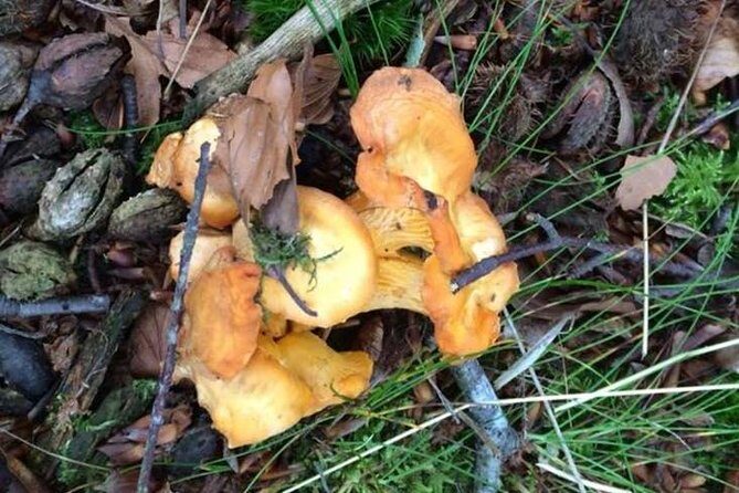 Mushroom hunting in Provence - Exploring Mushroom Hunting in Provence: A Review of the Experience