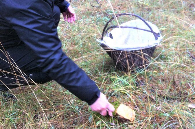 Mushroom hunting in Provence - The Sum Up