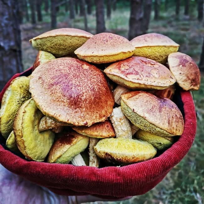 Mushroom picking in the forests near Riga - A Deep Dive into the Mushroom Picking Tour