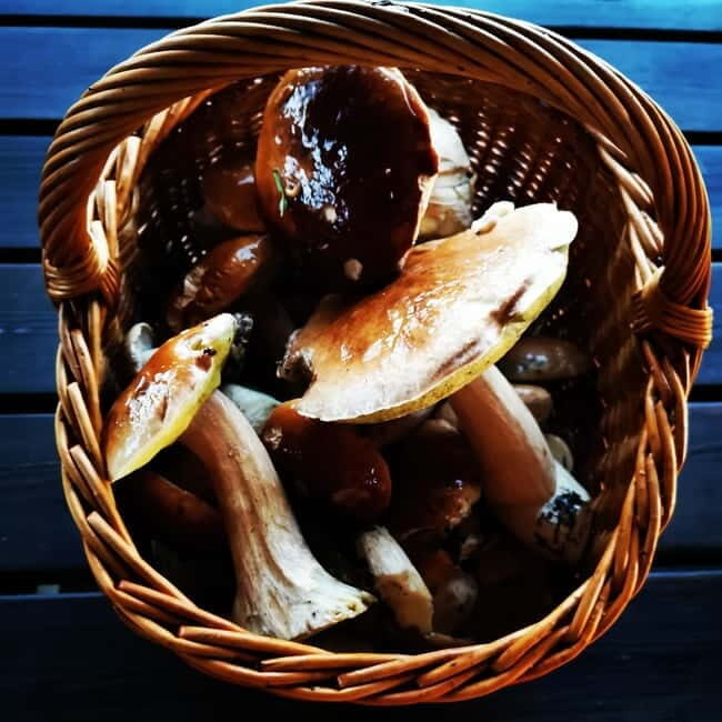 Mushroom picking in the forests near Riga - The Sum Up