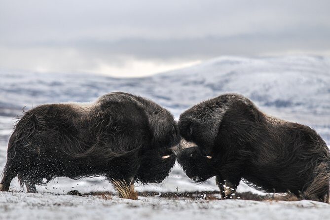 Musk ox Safari in Dovrefjell National Park, Oppdal Safari - Key Points