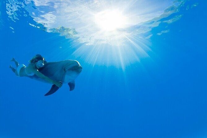 Must-DO The only and Unique Natural Space Dolphin Encounter Cabo - Key Points