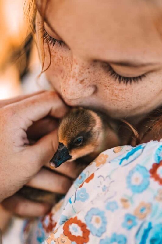 Mutchilba: Farm Animal Feeding - Introduction: Farm Fun in Queensland