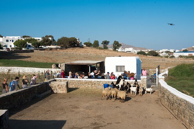 Mykonian Farm Experience - Mykonian Farm Experience: A Taste of Local Life and Flavors