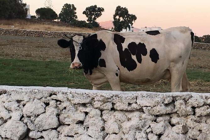 Mykonian Farm Experience - Frequently Asked Questions