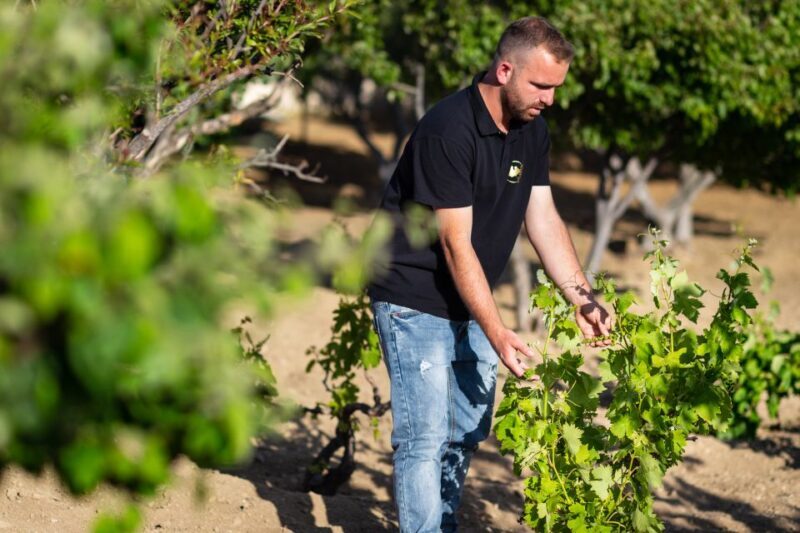 Mykonos: Winery Vineyard Experience with Food & Wine Tasting - Experience Quality & Practical Details