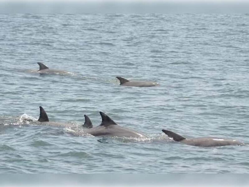 Myrtle Beach: Dolphin Cruise on the Sea Screamer - An In-Depth Look at the Myrtle Beach Dolphin Cruise