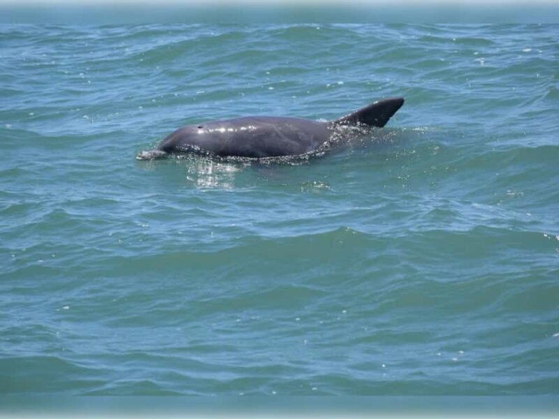 Myrtle Beach: Dolphin Cruise on the Sea Thunder - Frequently Asked Questions