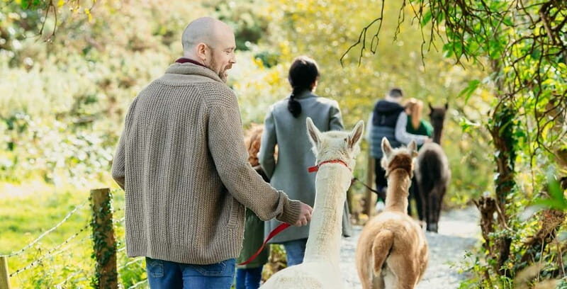 N. Ireland: Award Winning Guided Scenic Alpaca Trekking - Starting Point at BallyBurren Outdoor Escapes