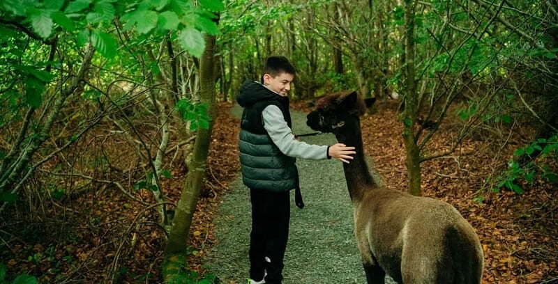 N. Ireland: Award Winning Guided Scenic Alpaca Trekking - Meeting Your Alpaca Companion