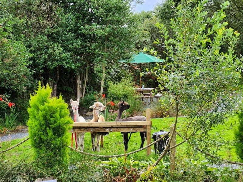 N. Ireland: Award Winning Guided Scenic Alpaca Trekking - Highlights of the Journey