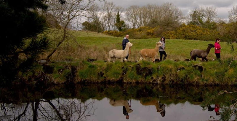 N. Ireland: Award Winning Guided Scenic Alpaca Trekking - What Reviewers Say