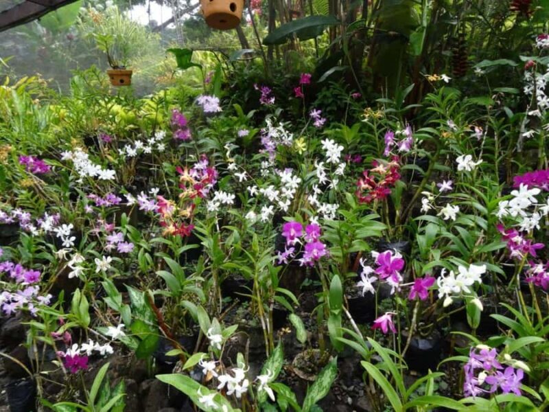 Nadi: Garden Village Hot Spring & Temple Highlights Tour - An Authentic Look at Fiji’s Highlights in One Day