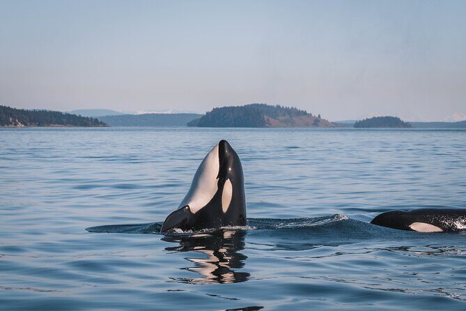 Nanaimo Whale Watching in a Semi-Covered Boat - Discover What to Expect on the Nanaimo Whale Watching Tour
