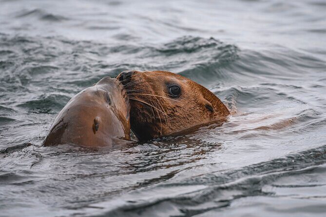 Nanaimo Whale Watching in a Semi-Covered Boat - Why This Tour Is a Great Choice