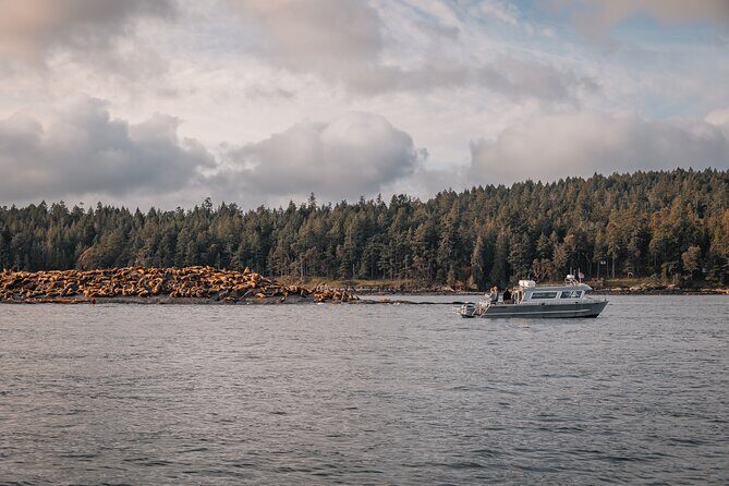 Nanaimo Whale Watching in a Semi-Covered Boat - FAQ