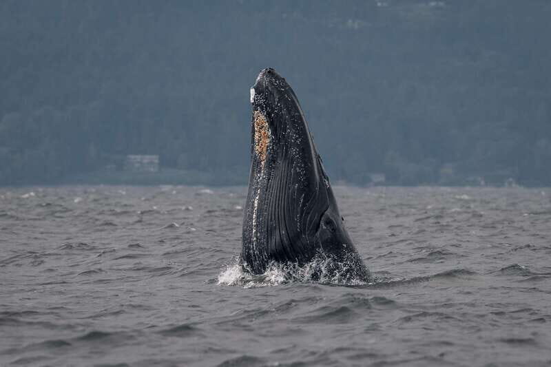 Nanaimo: Whale Watching Semi-Covered Boat Tour - The Route and What to Expect