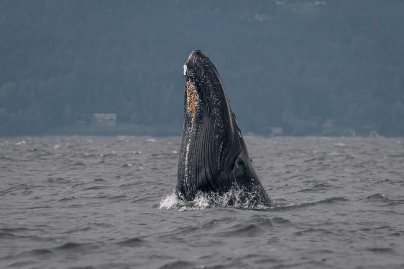 Nanaimo: Whale Watching Semi-Covered Boat Tour - Who Should Book This Tour?