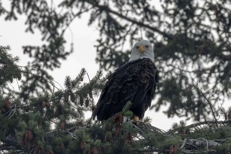 Nanaimo: Whale Watching Semi-Covered Boat Tour - FAQ
