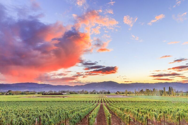 Napa Valley: Guided Wine Tour with Picnic Lunch - Authentic Insights from Reviewers