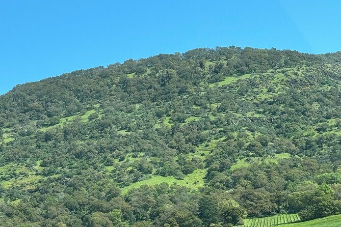 Napa Wine Tours - Practical Details: Scheduling, Group Size, and Cost