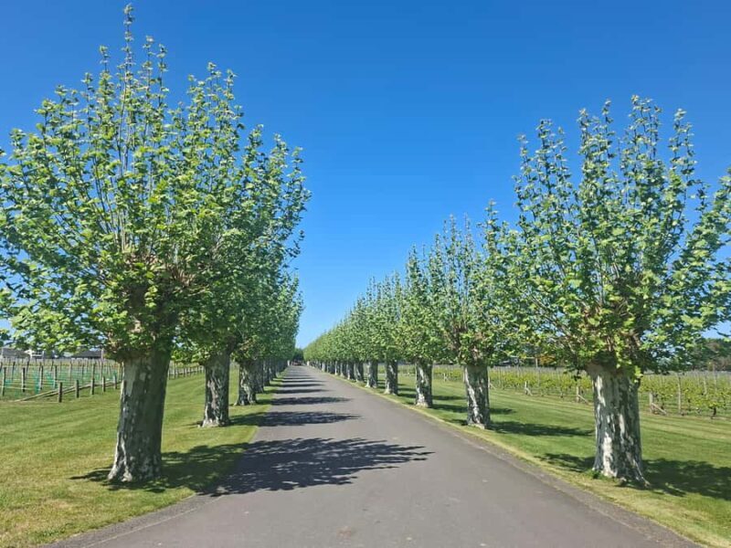 Napier: Afternoon Winery Tour Tasting at 3 Great Wineries - Who Will Love This Tour?