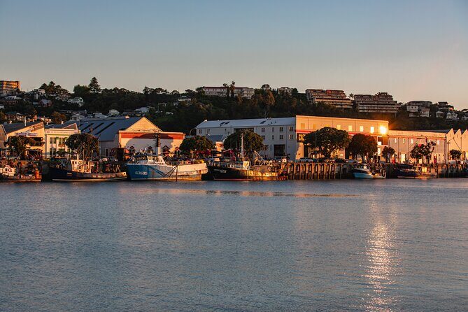 Napier Bike Hire - Real Experiences and Insights from Travelers